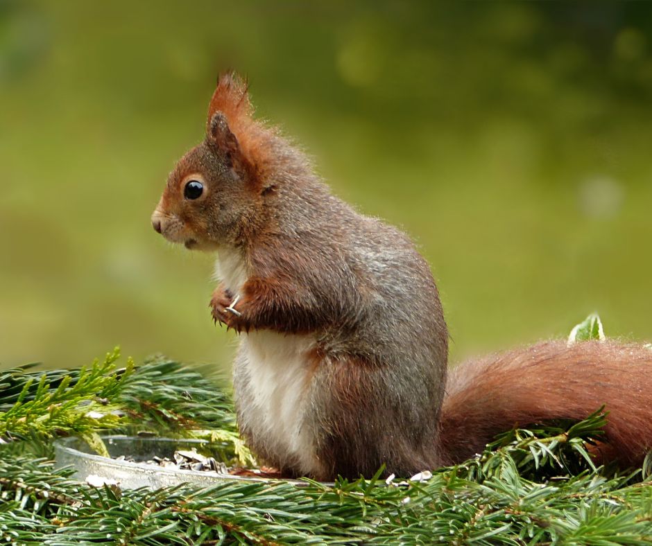Les noms de 23 animaux sauvages en provençal de "Belette" à "Lézard ...